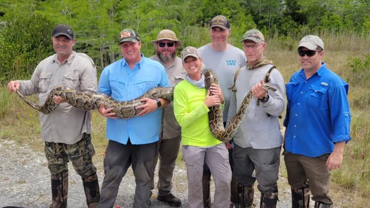 Indiana woman turns python hunting hobby into a career | wthr.com