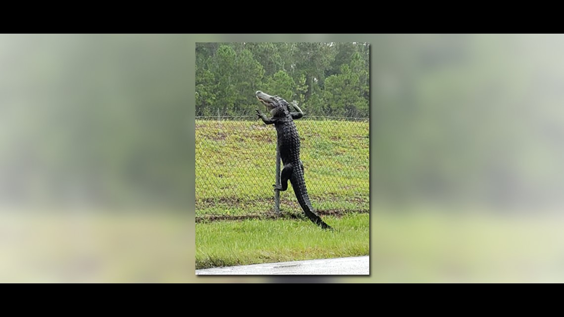 WATCH: Alligator scales fence at Florida Naval Air Station | wthr.com