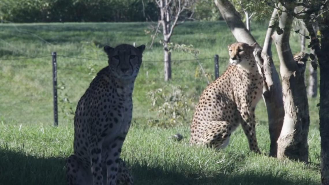 Indianapolis Zoo welcomes 3 new cheetahs | wthr.com