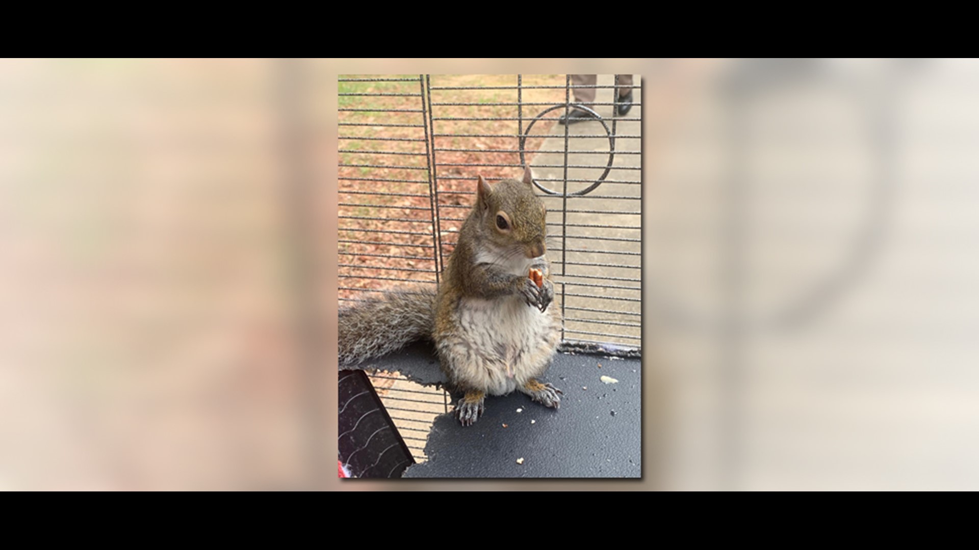 Authorities: Alabama man fed meth to caged 'attack squirrel' | wthr.com