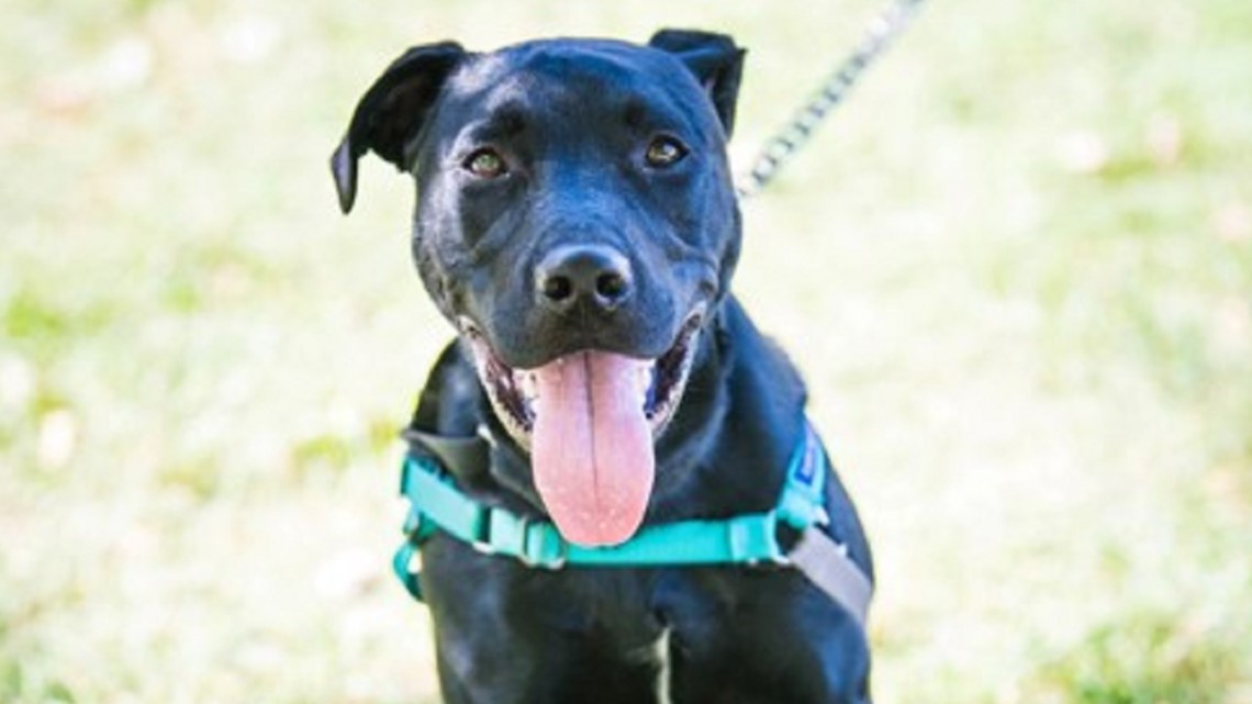 Pets of the Week: Sept. 23, 2023 | wthr.com