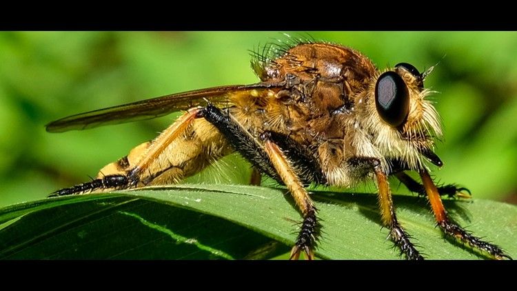 What is a bee panther? | wthr.com