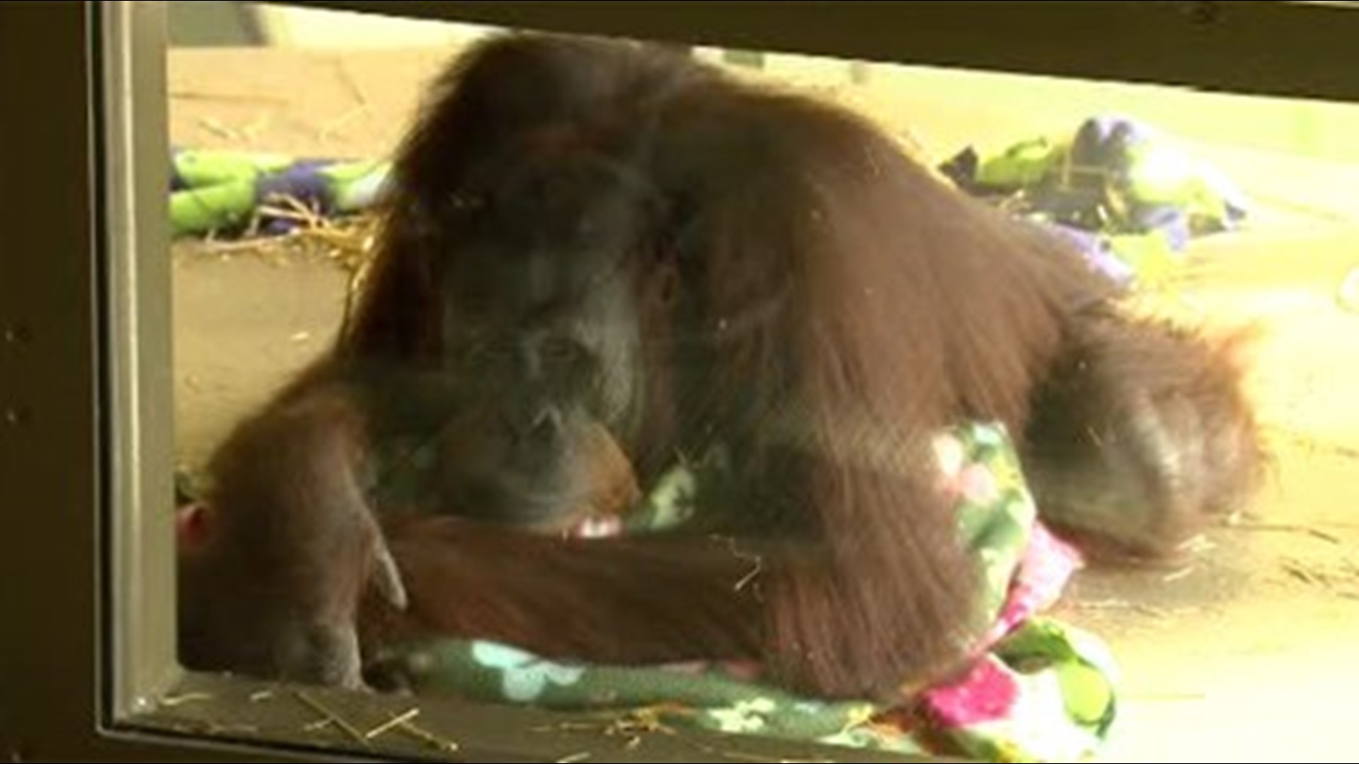 Orangutans' sleep habits mimic humans | wthr.com