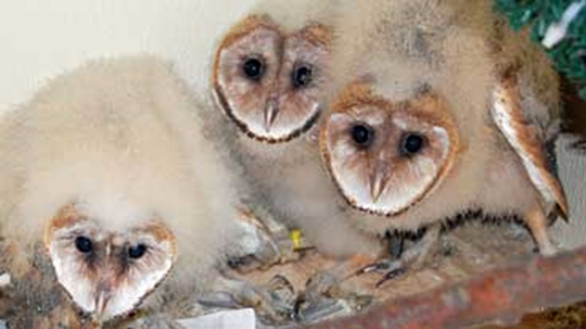 Indiana wildlife center welcomes rare owl population | wthr.com