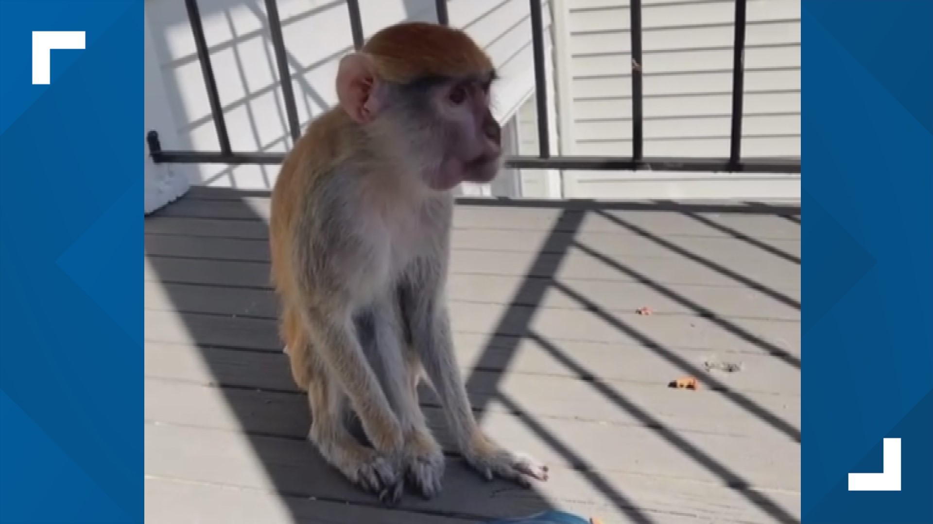 Indianapolis owner of escaped monkey and city reach agreement | wthr.com