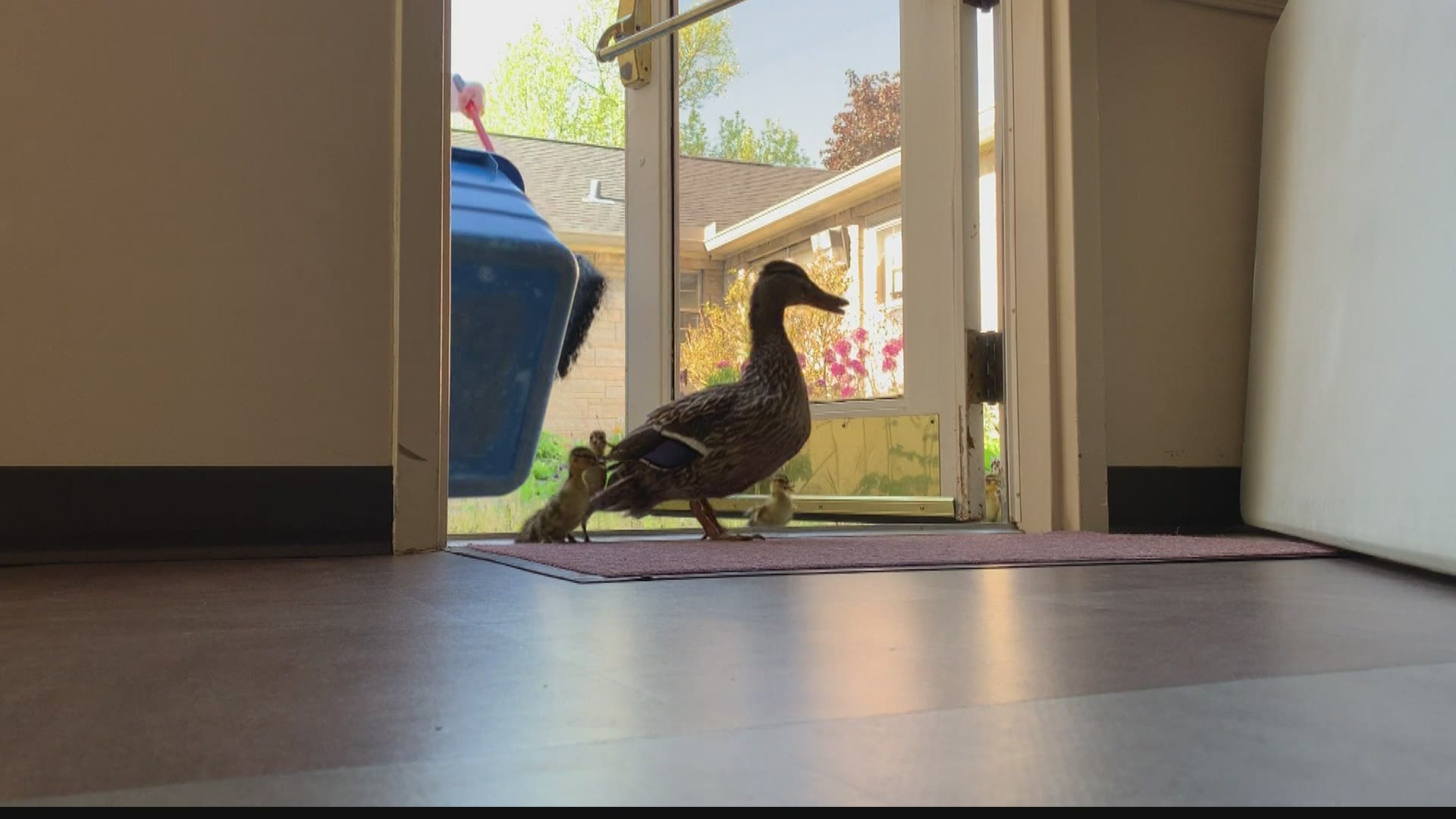 Ducks nest in courtyard of south side church | wthr.com