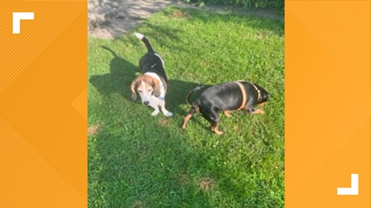 Sanctuary helps place aging pets with Hoosier seniors | wthr.com