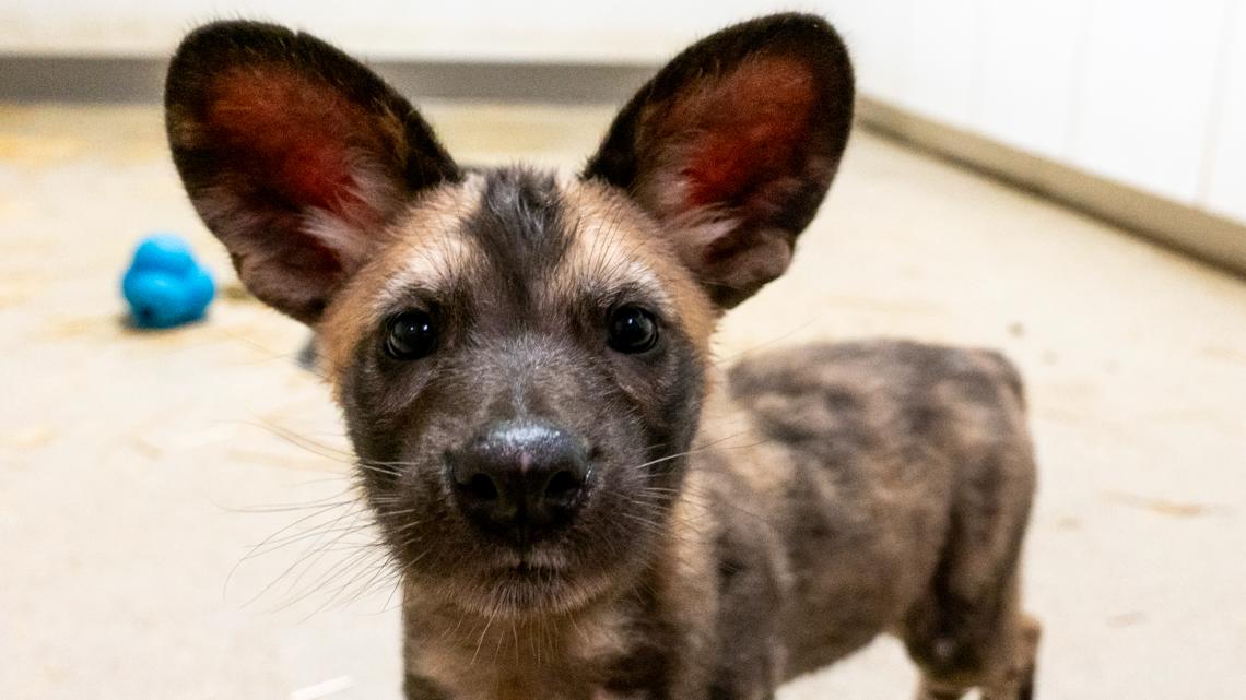 Painted dog pups painting story of survival at Indiana zoo | wthr.com
