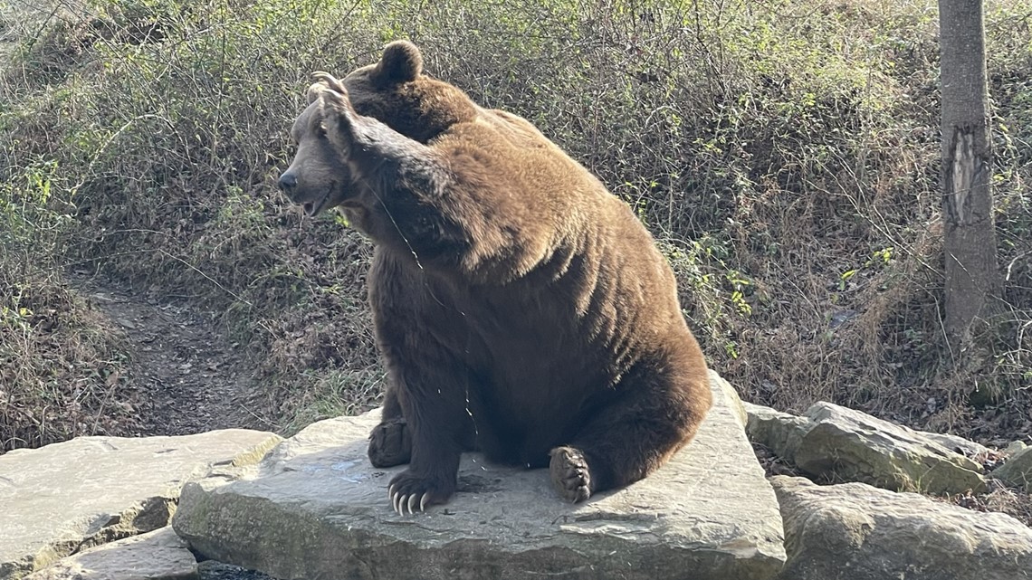 Grizzly Ridge at Wilstem Wildlife Park | wthr.com