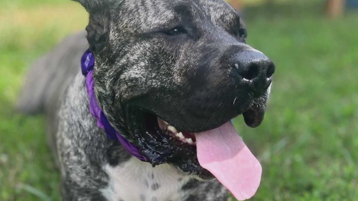 Indiana dog wins Shelter Hero Dog award, advances to finals | wthr.com