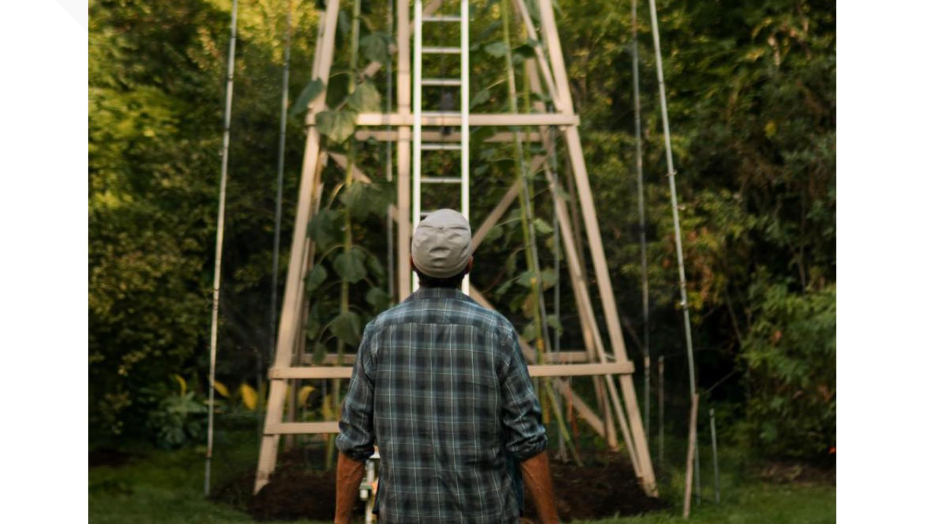 Tallest ever sunflower is growing in Indiana | wthr.com