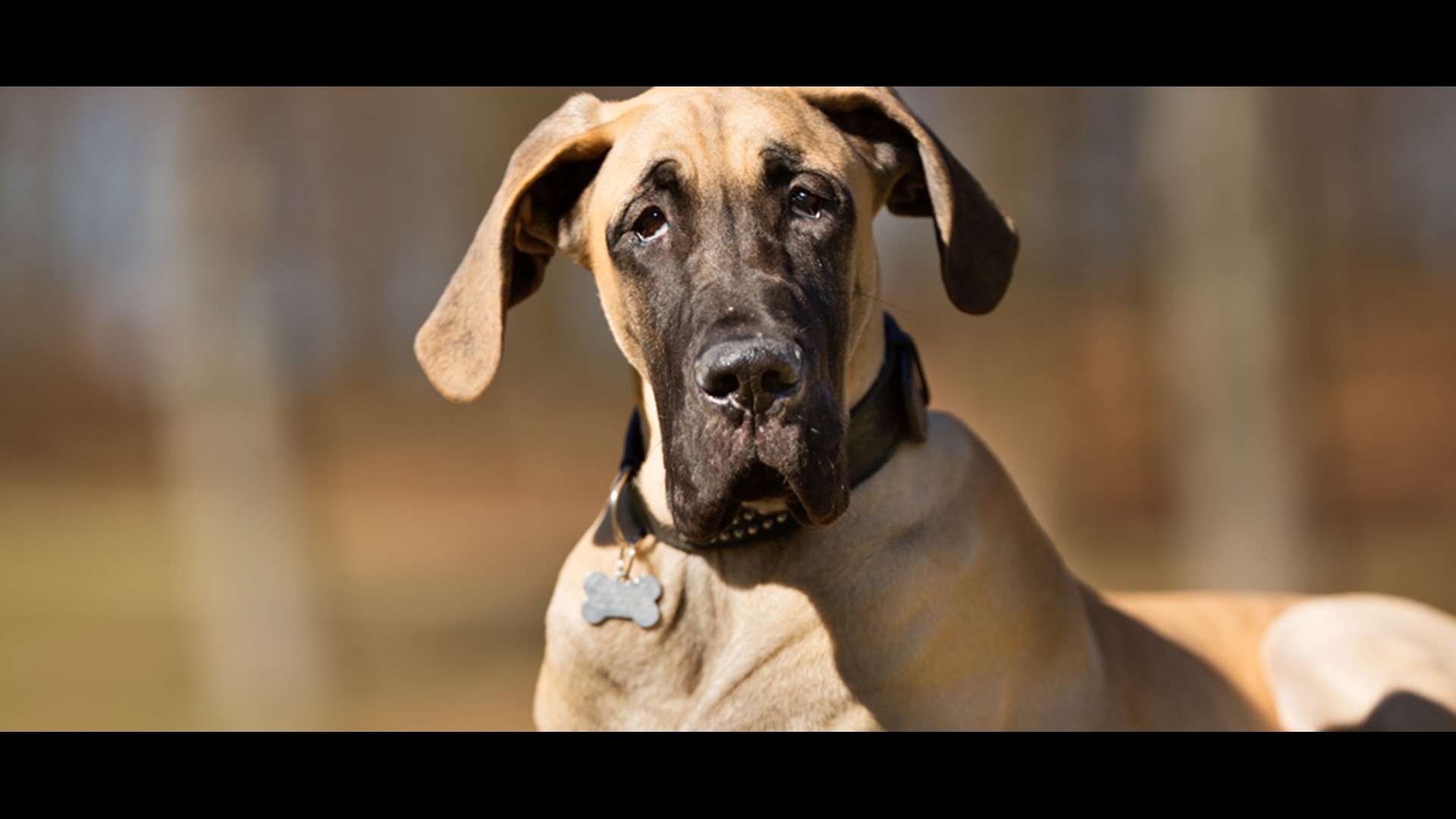 Police: Ohio couple's 2 rescued Great Danes bite and kill woman | wthr.com