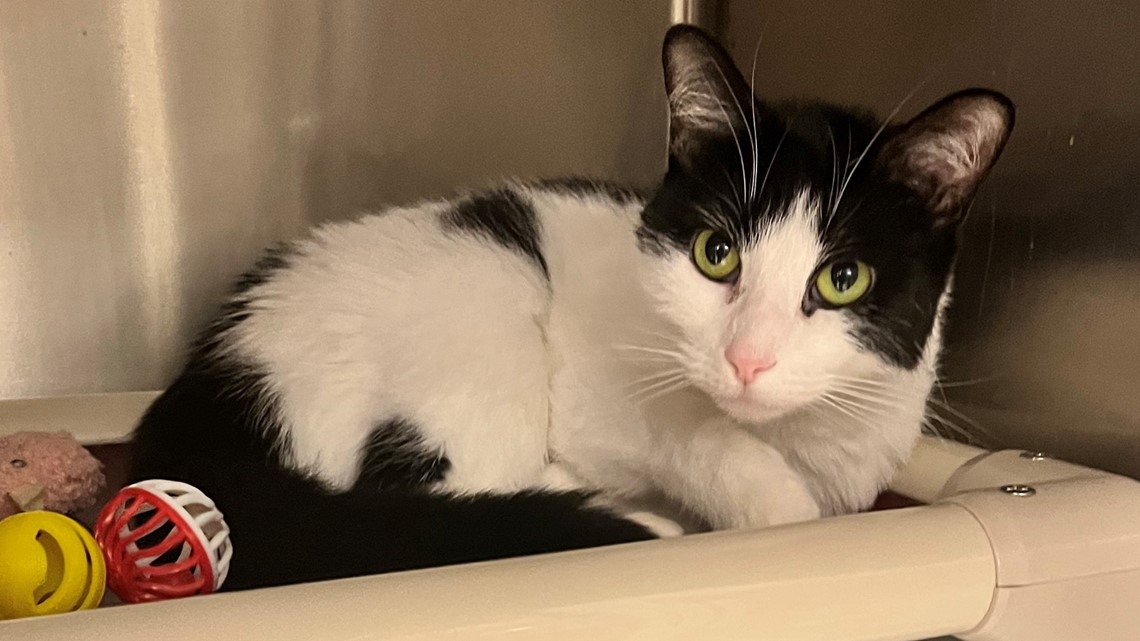 Pets of the Week: Jan. 27, 2024 | wthr.com