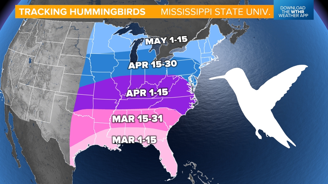 Spring 2025 Hummingbird Migration Forecast: When will they return ...