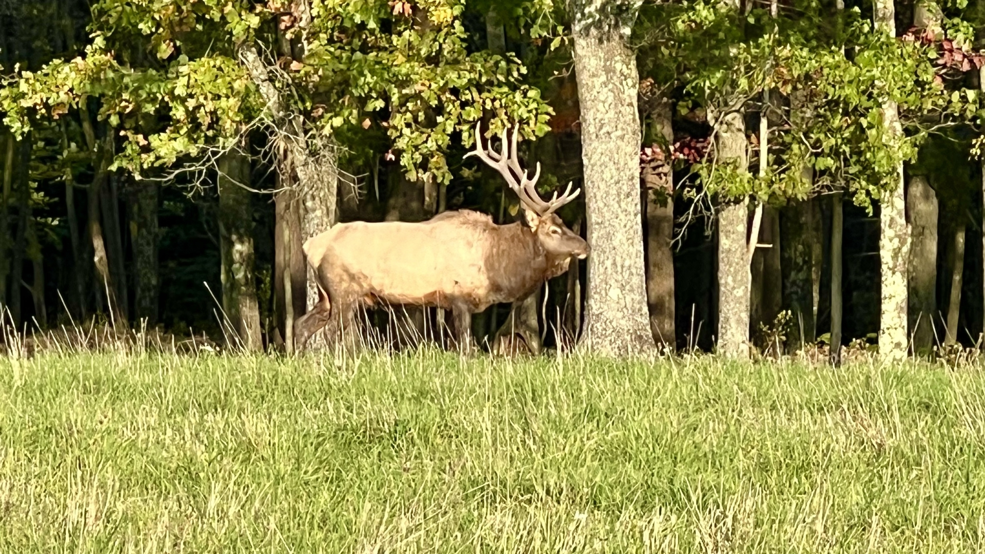 Chuck's Big Adventure: Elk Country in Pennsylvania | wthr.com