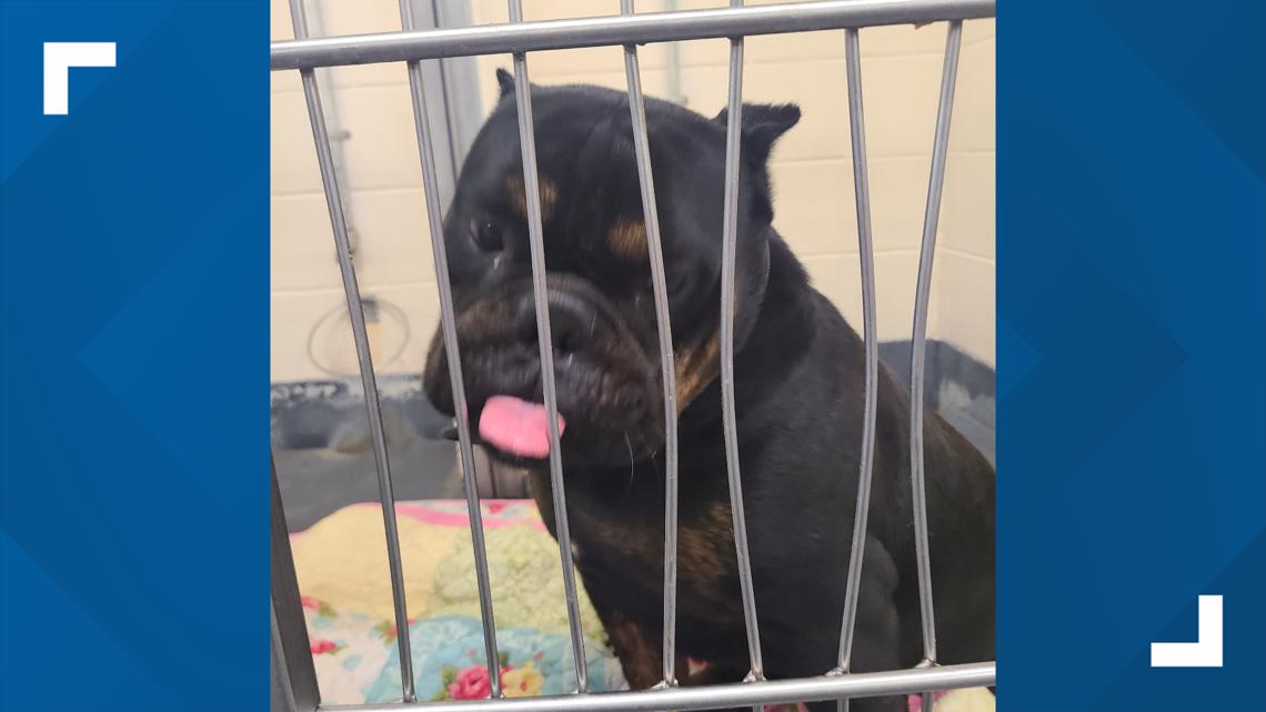PHOTOS: IACS takes in 28 dogs | wthr.com