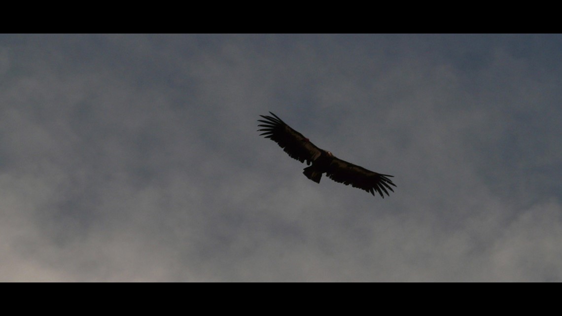 Baby California condor spotted near Arizona-Utah line | wthr.com