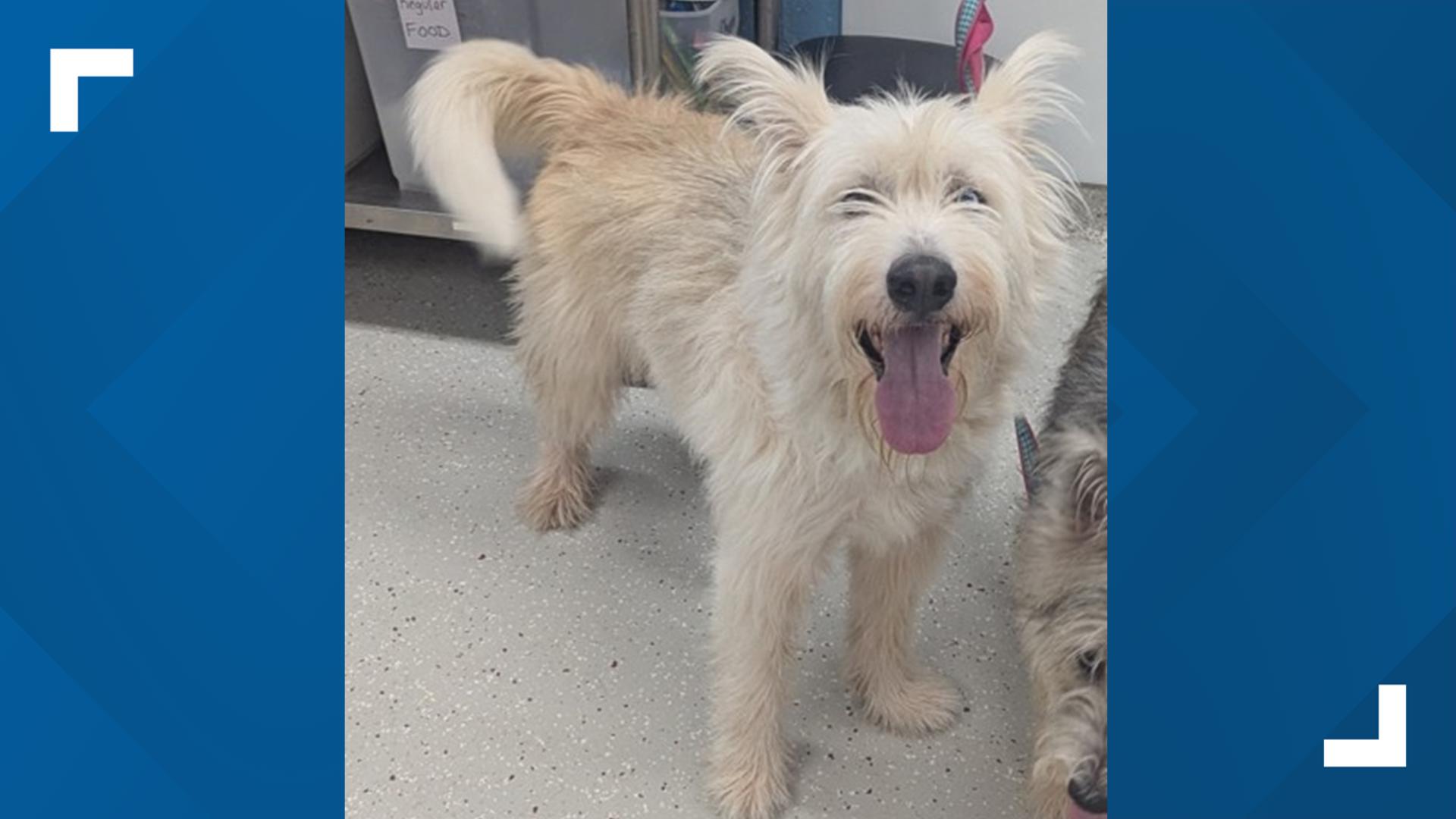 Pets of the Week: 11-15-2025 | wthr.com