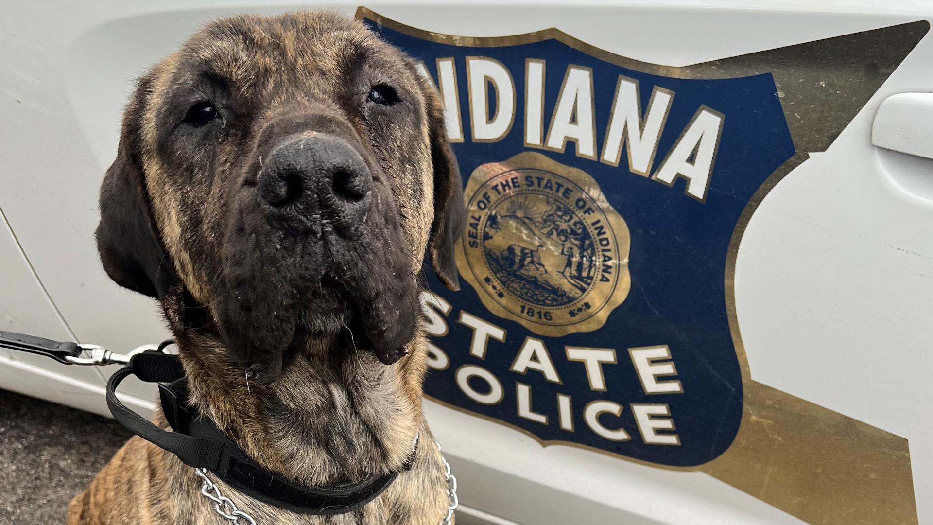 Dog seen riding in kennel on trailer on I-80 rescued by Indiana State ...