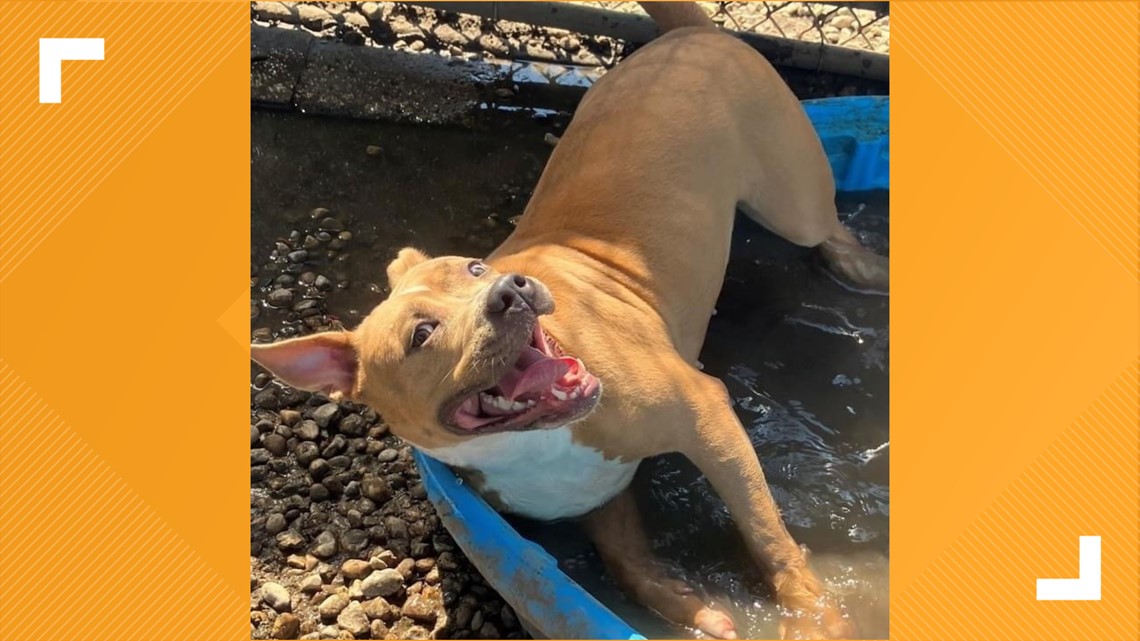 Hogsett announces new site for IACS | wthr.com