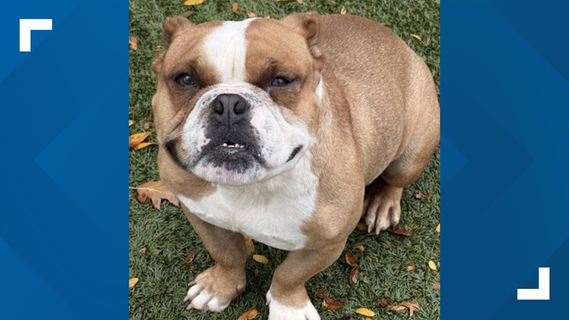 Pets of the Week: 11-15-2025 | wthr.com