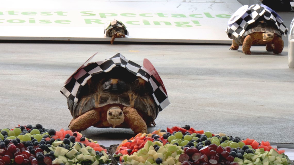 Simon the tortoise wins 'Zoopolis 500' | wthr.com