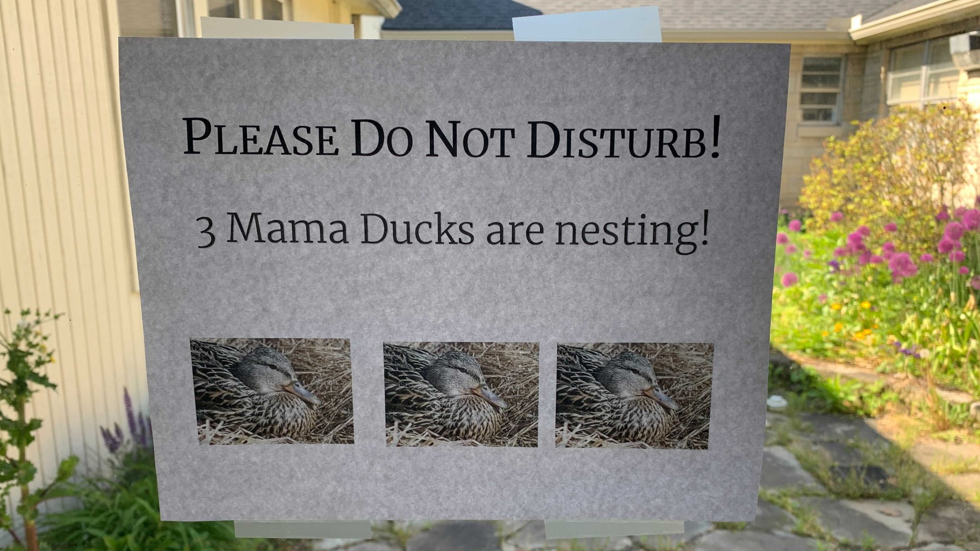 Ducks nest in courtyard of south side church | wthr.com