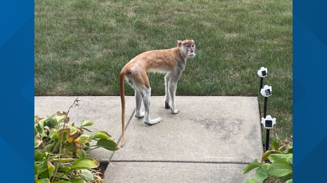 Missing monkey captured on Indy's east side after night on the loose ...