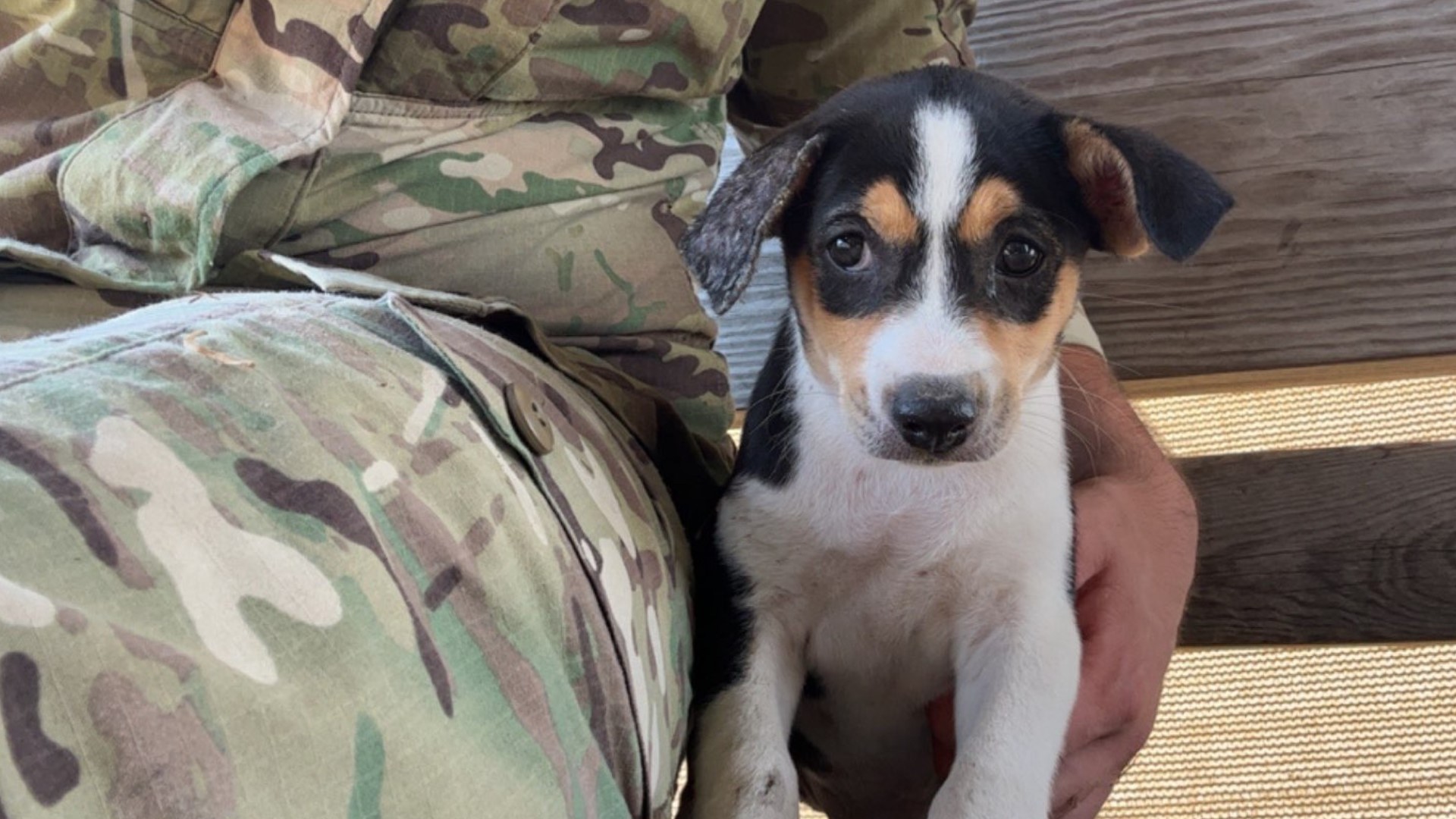 Paws of War helps reunite Indiana soldiers with stray puppies | wthr.com