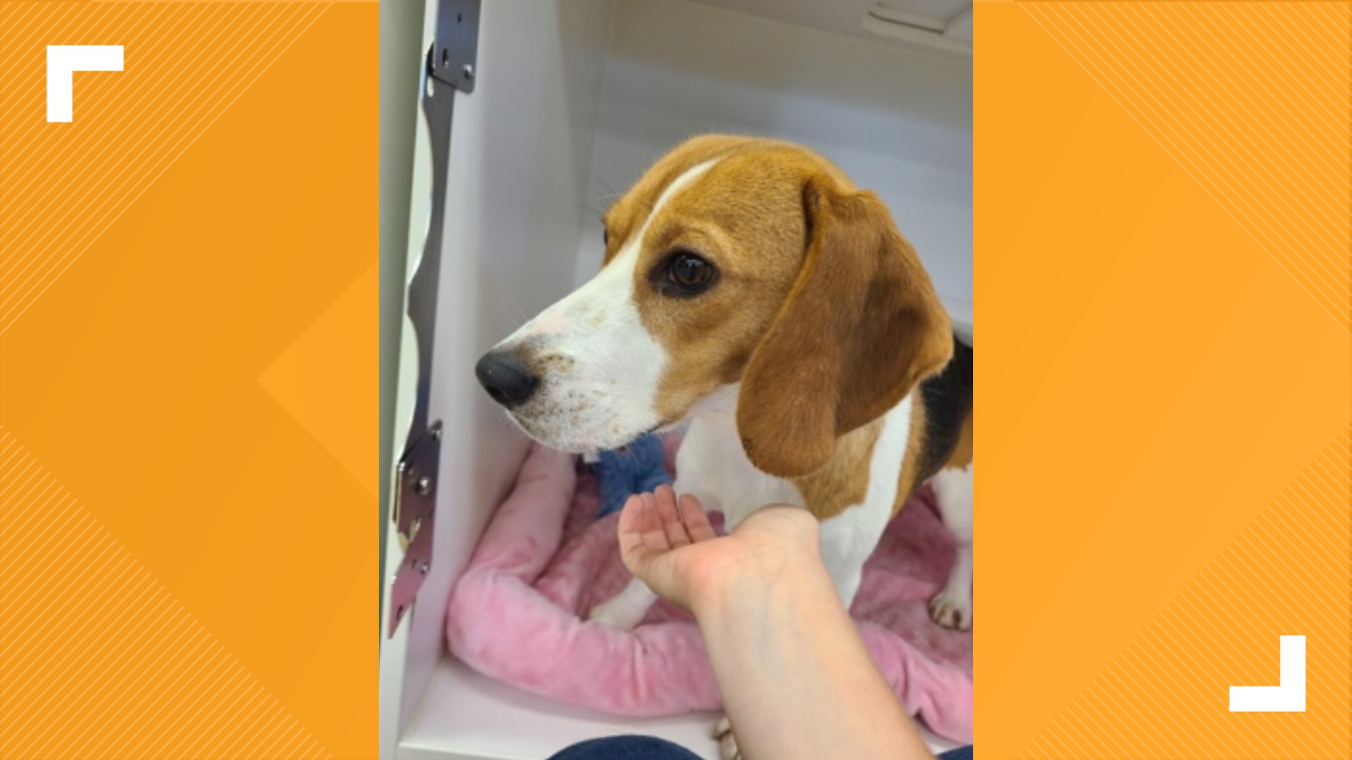 Beagles rescued from Virginia facility up for adoption in Indiana ...