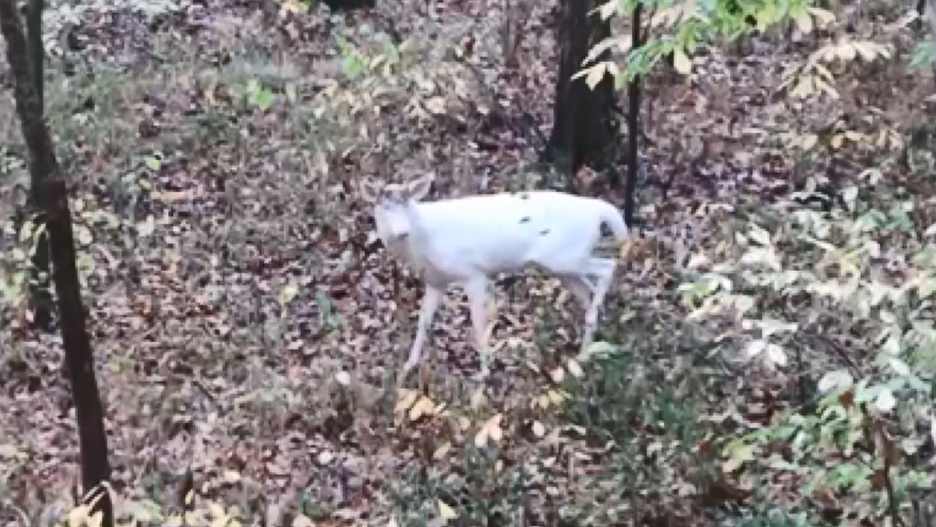 Indiana bow hunter harvests white deer | wthr.com