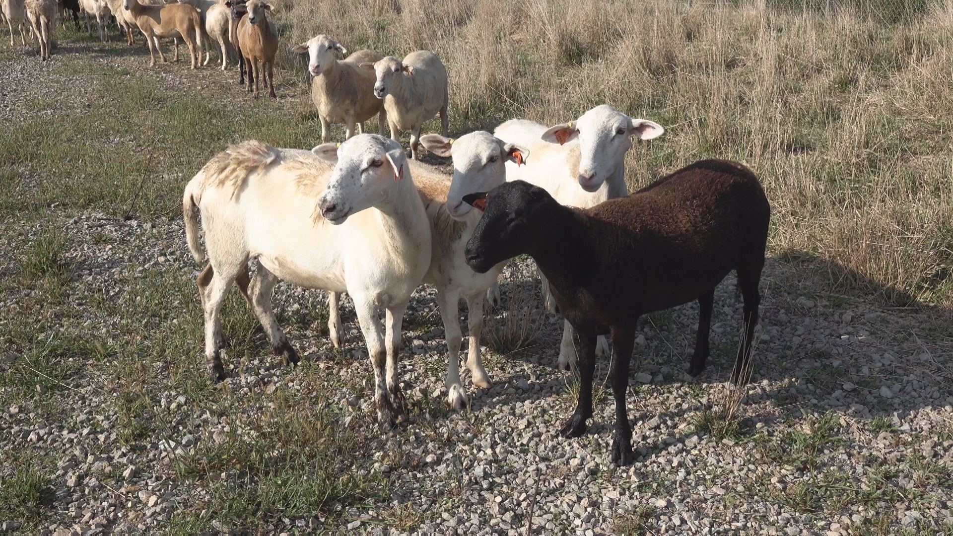 Solar panels and Indiana sheep farmers make for clean energy team ...