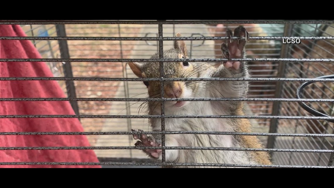 Alabama man accused of feeding meth to caged 'attack squirrel' | wthr.com