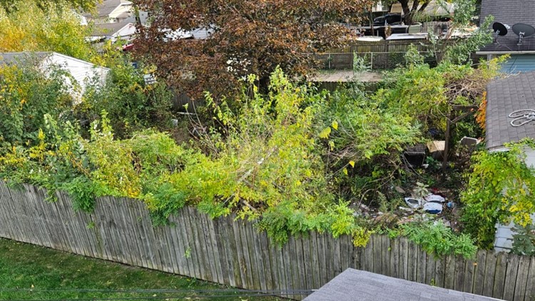 Here's how to report tall weeds, grass | wthr.com