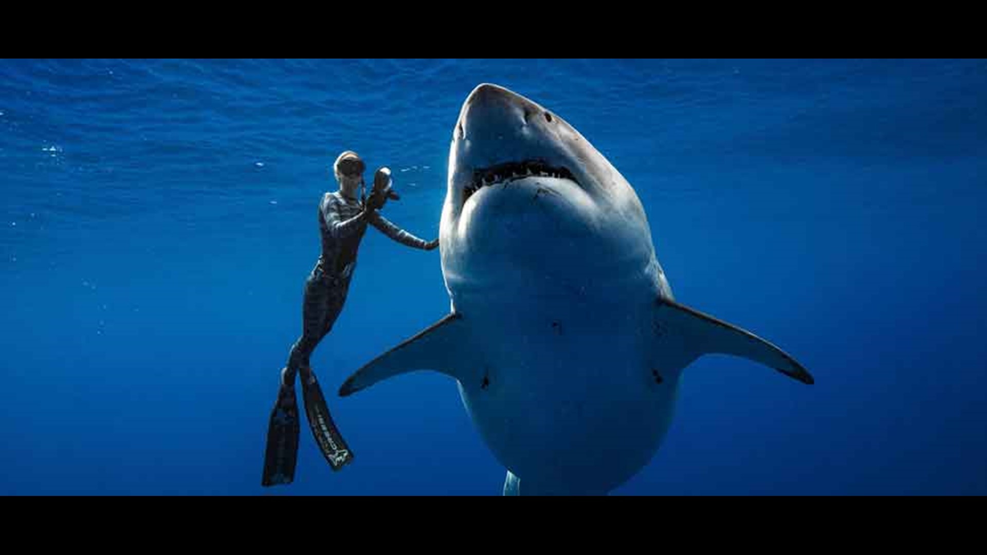 Researchers come face-to-face with huge great white shark | wthr.com