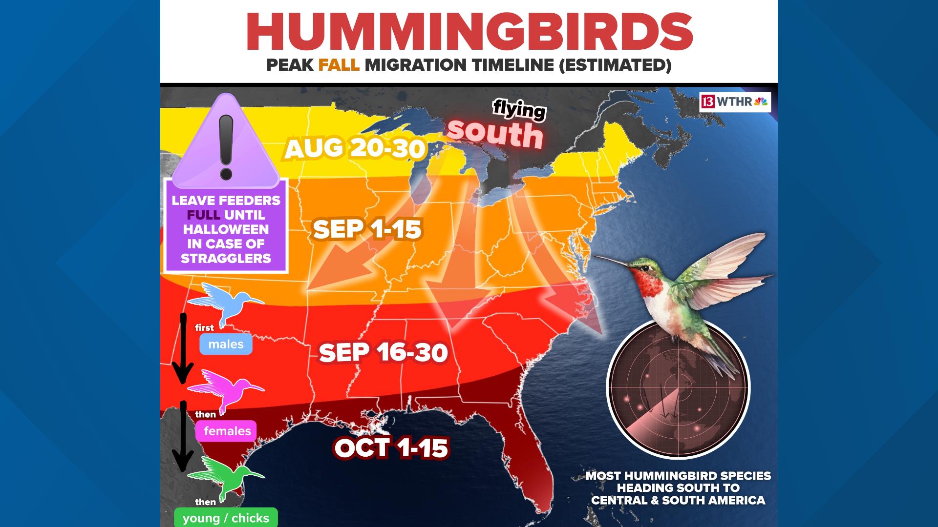 Peak hummingbird timeline: fueling up before heading south | wthr.com