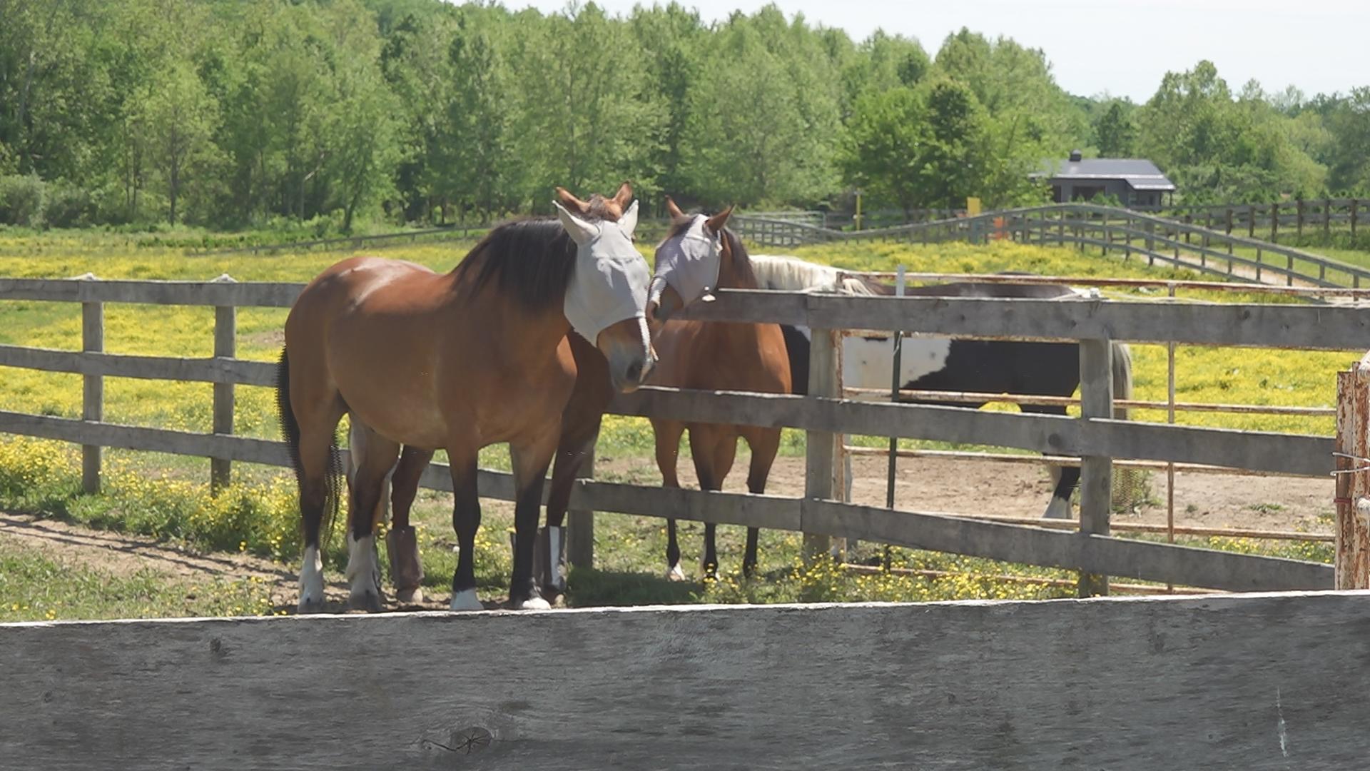Bloomington equine-assisted learning center destroyed in Friday night's ...