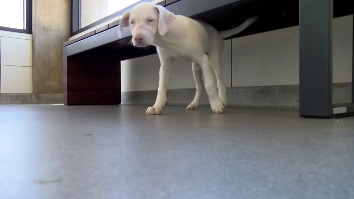 Seeing eye puppy | wthr.com