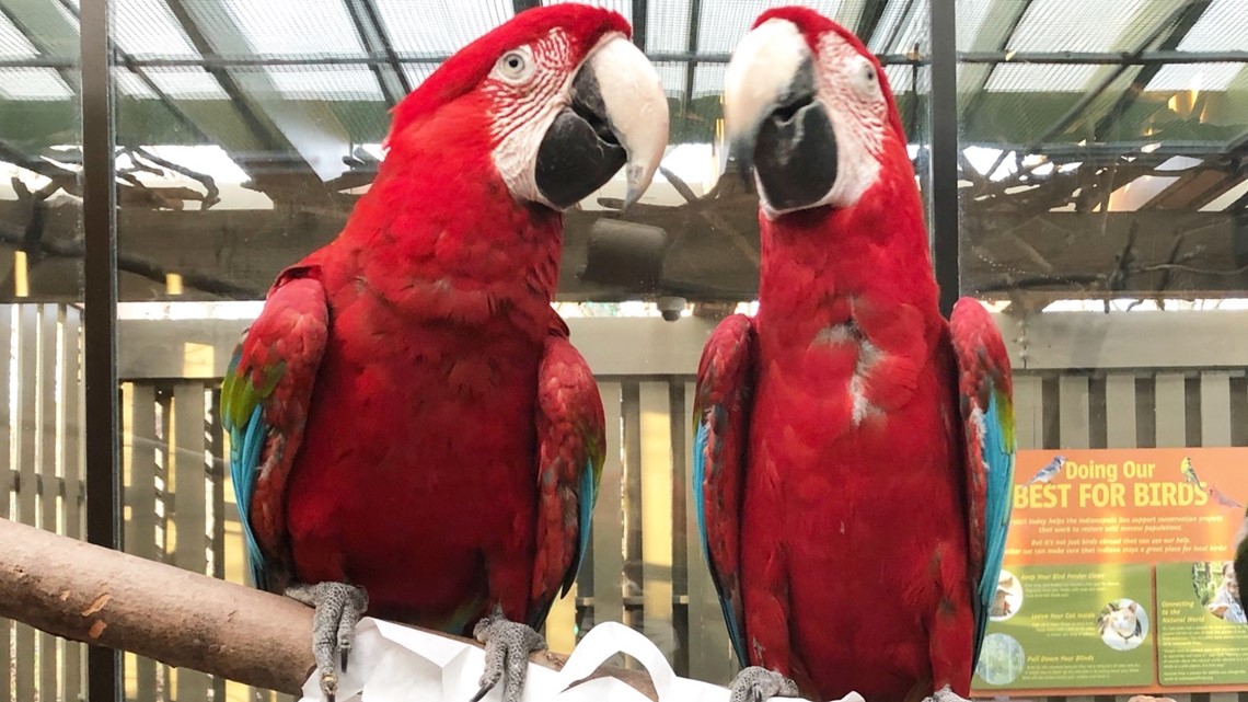 Zoo animals turn to nighttime behavior as eclipse passes | wnep.com