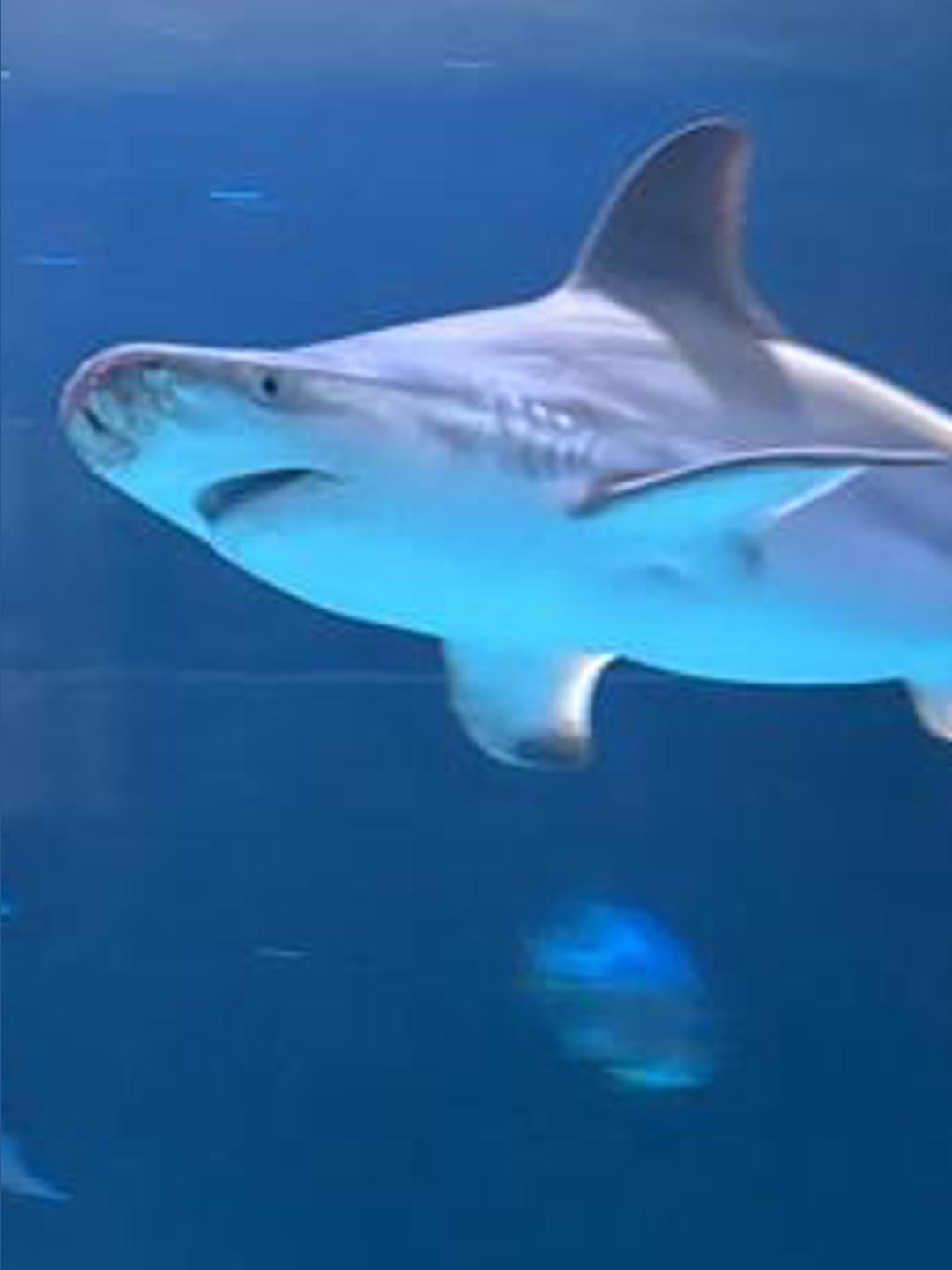 Meet 'Blue' | Indianapolis Zoo introduces new shark, gets visit from ...