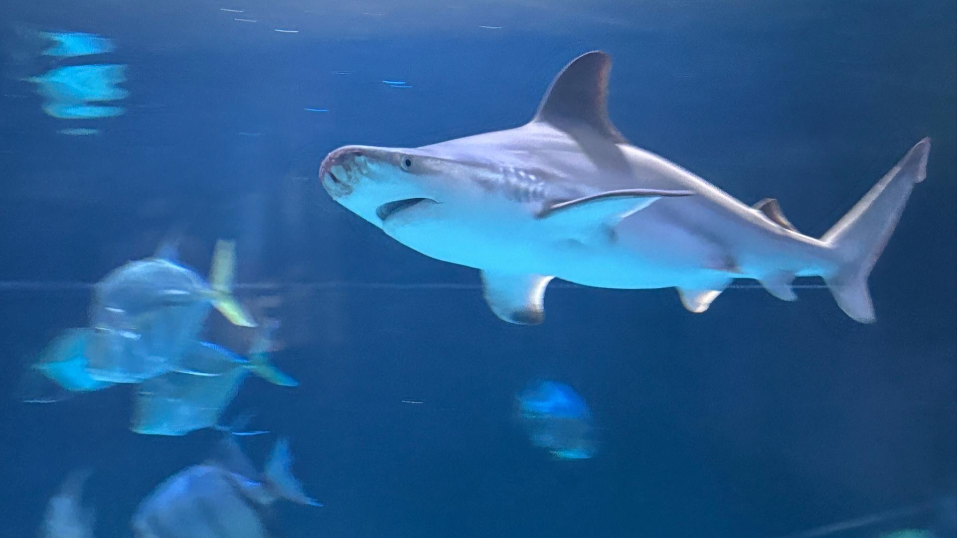 Meet 'Blue' | Indianapolis Zoo introduces new shark, gets visit from ...