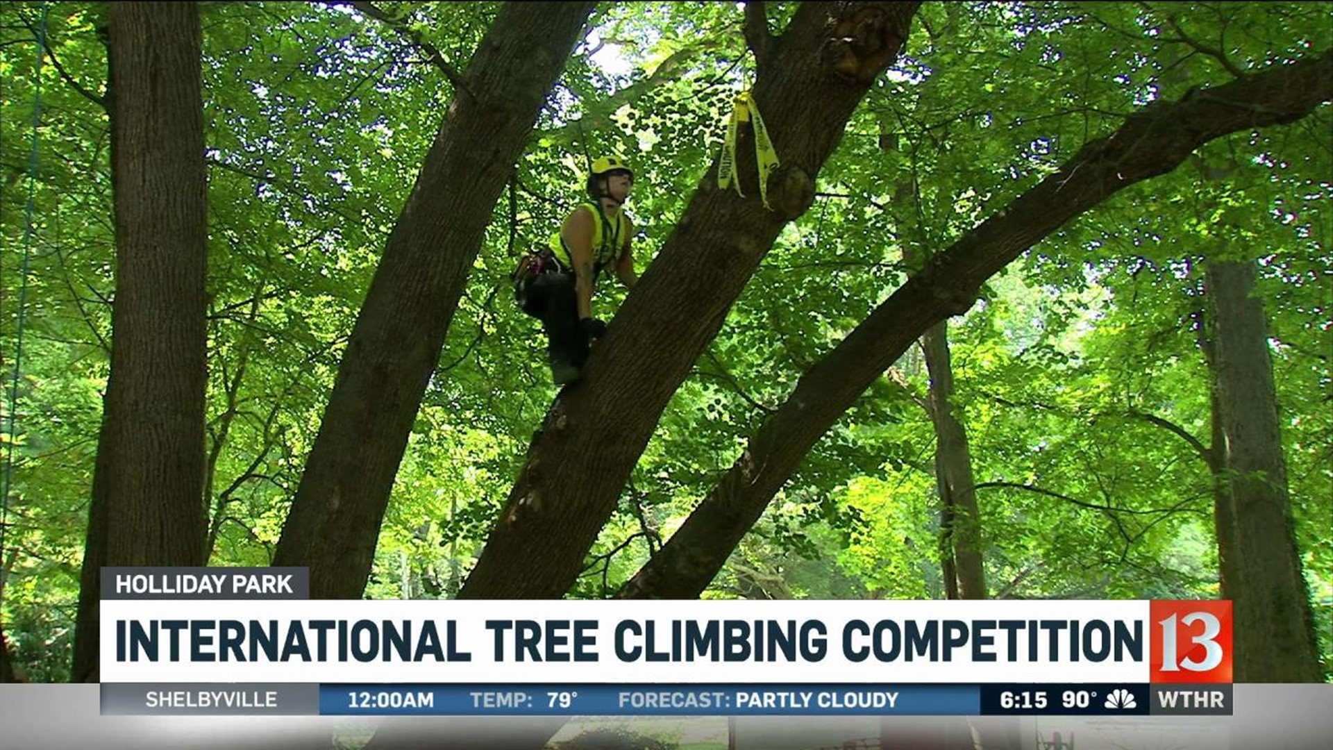 Dozens come to Holliday Park for international tree climbing ...
