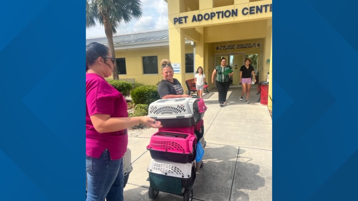 Hurricane cats rescued by Indiana women | wthr.com