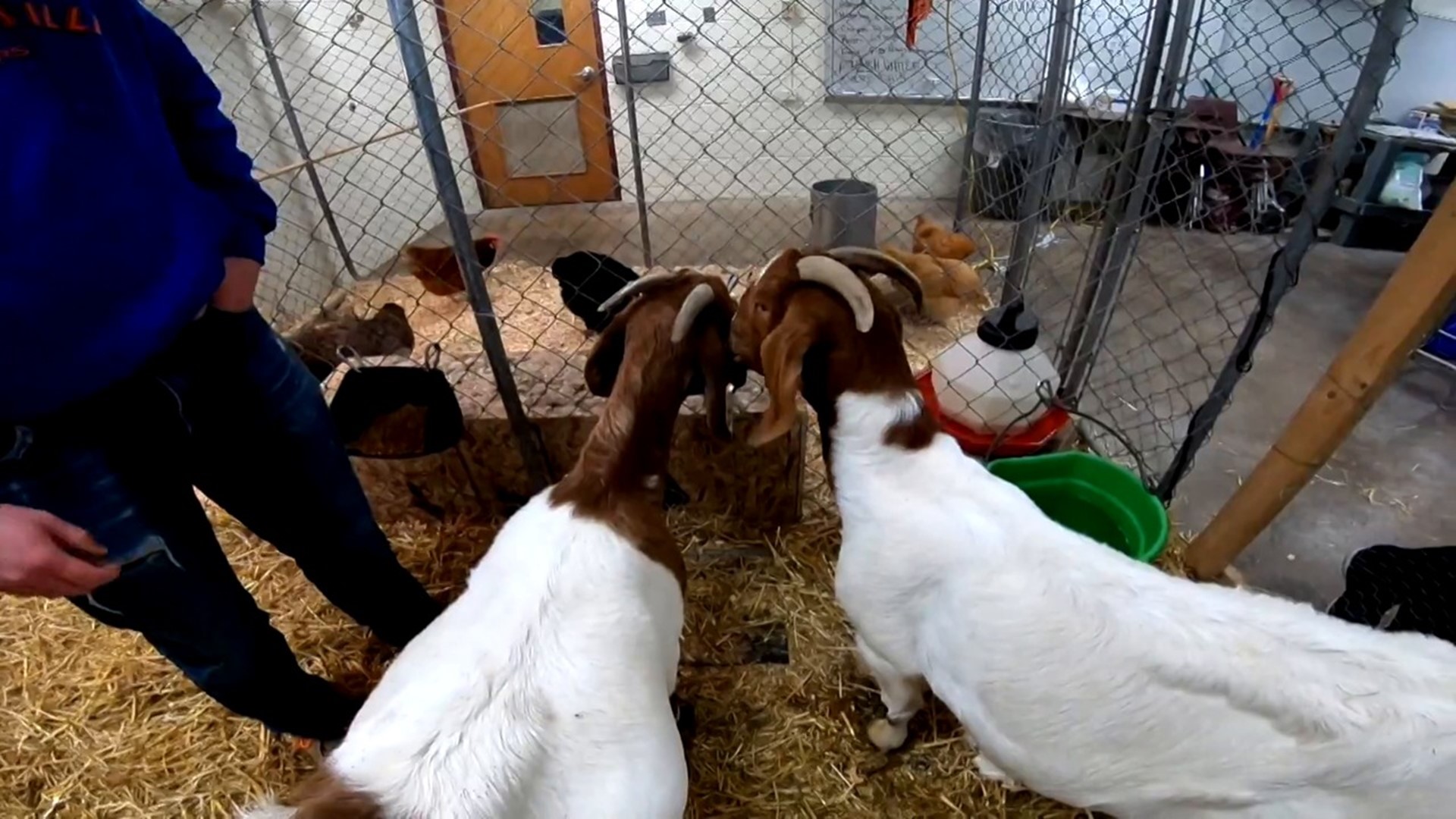 Goats go to high school - to teach | wthr.com
