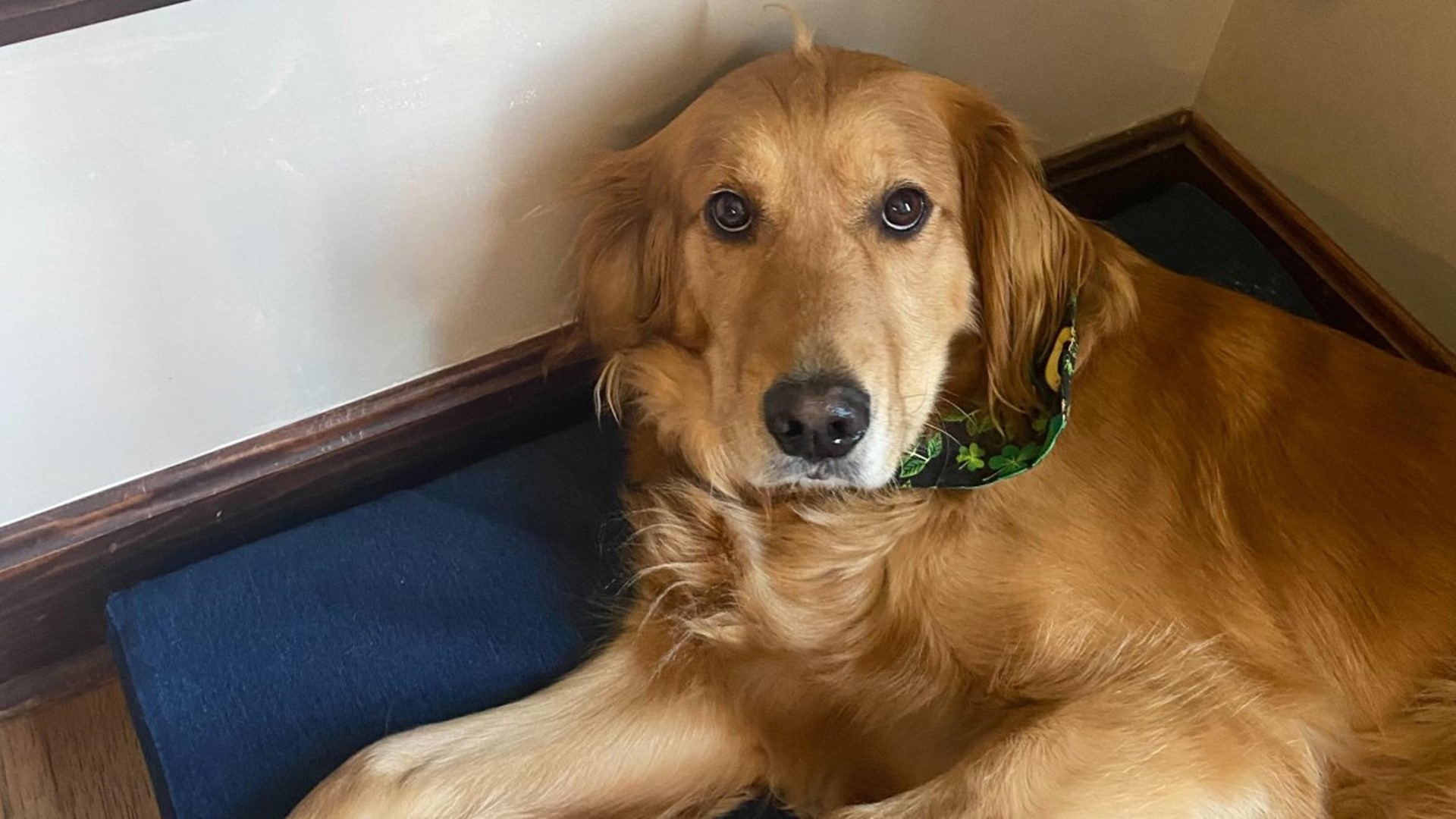 Indy golden retriever rescue saves 'all-American dogs' | wthr.com