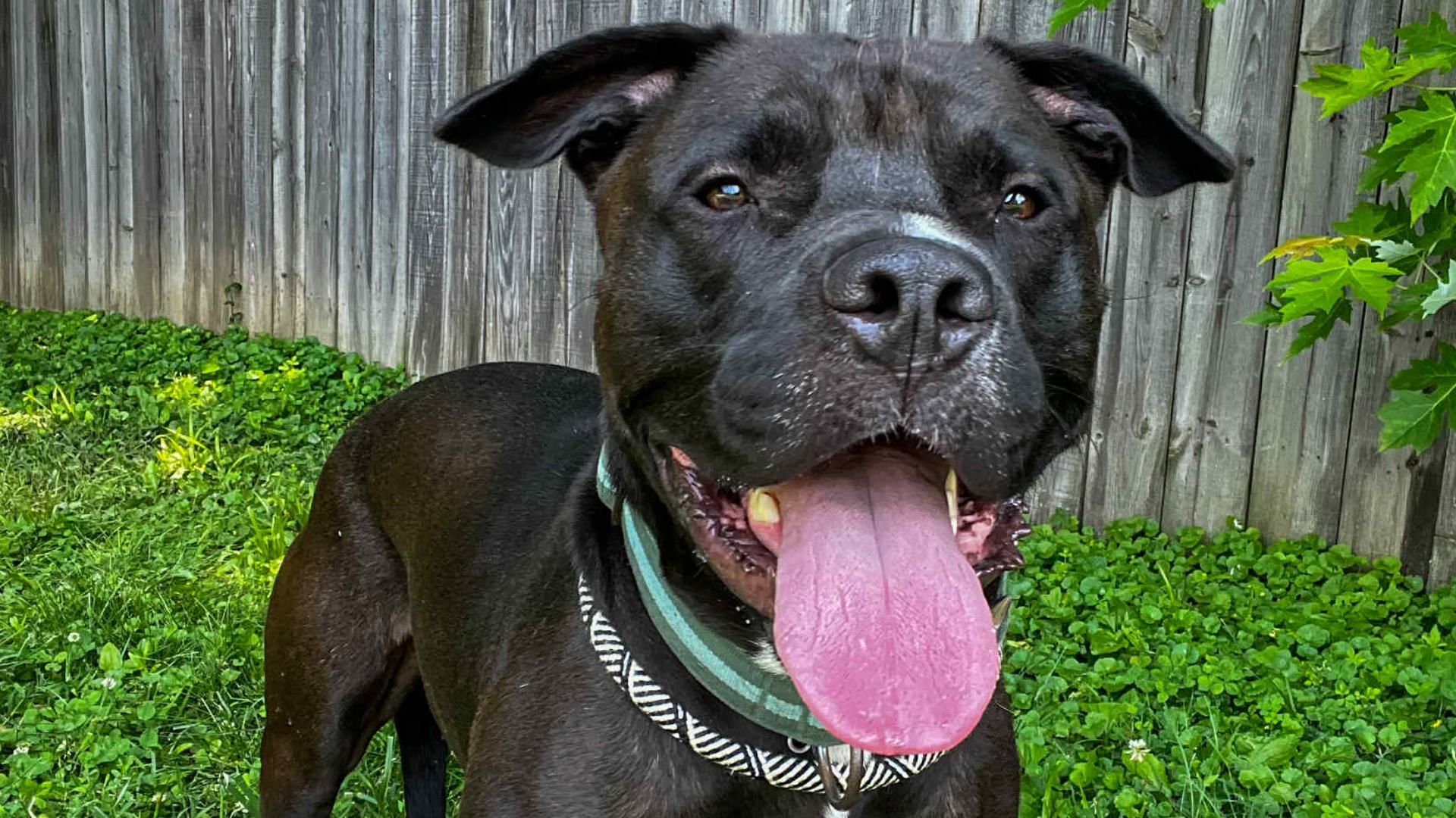 Pets of the Week: June 21, 2025 | wthr.com