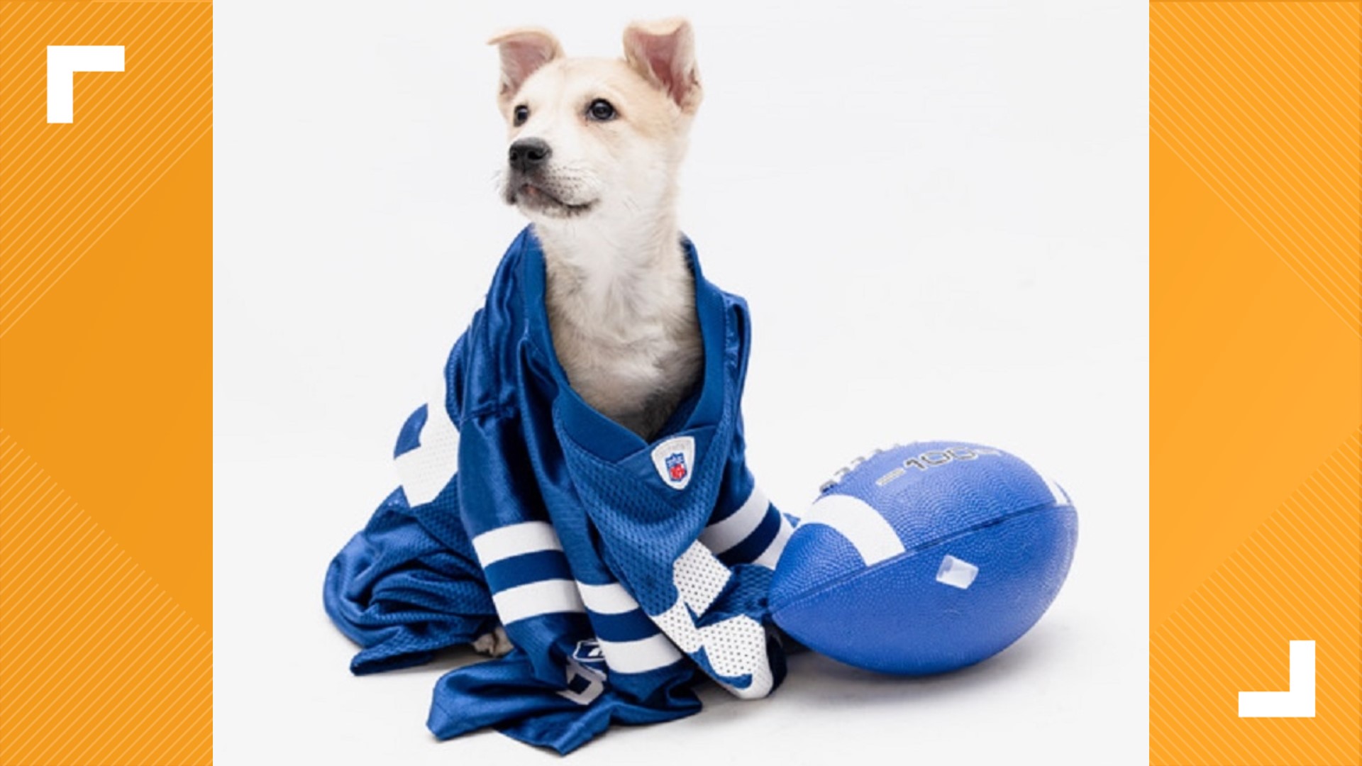 IndyHumane dog in Puppy Bowl finds forever home | wthr.com