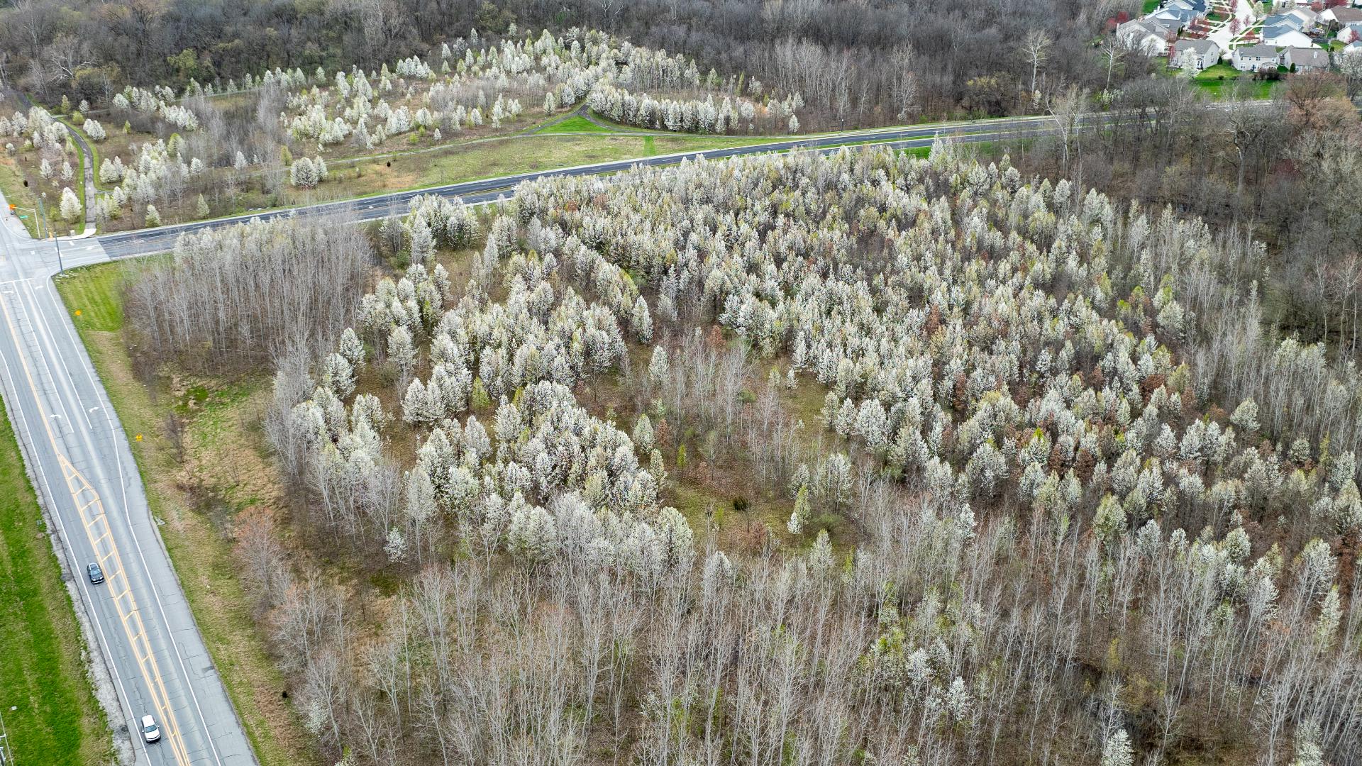 Property owners encouraged to chop down blooming trees | wthr.com