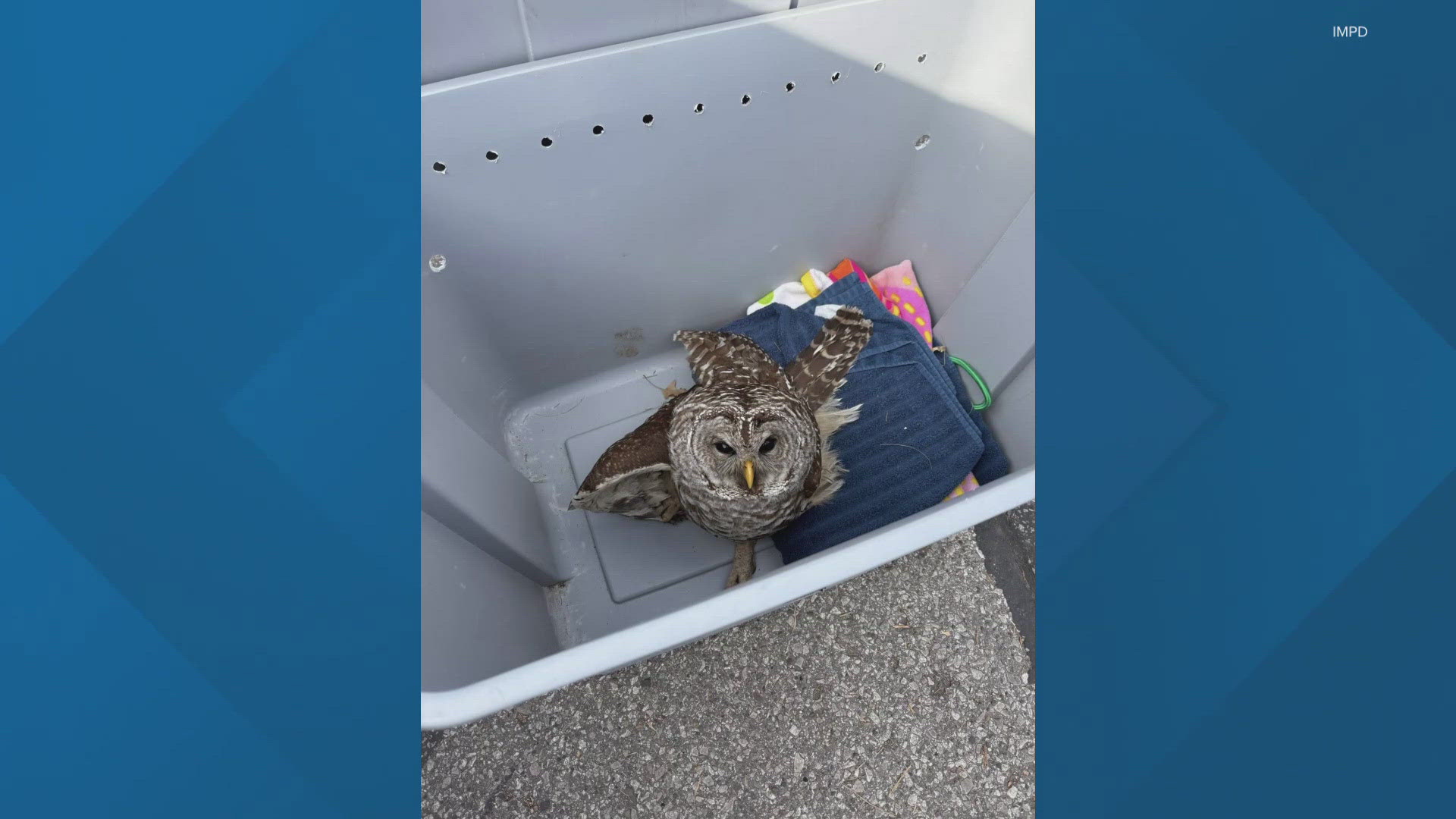 IMPD officers help rescue injured owl on Indianapolis interstate | wthr.com