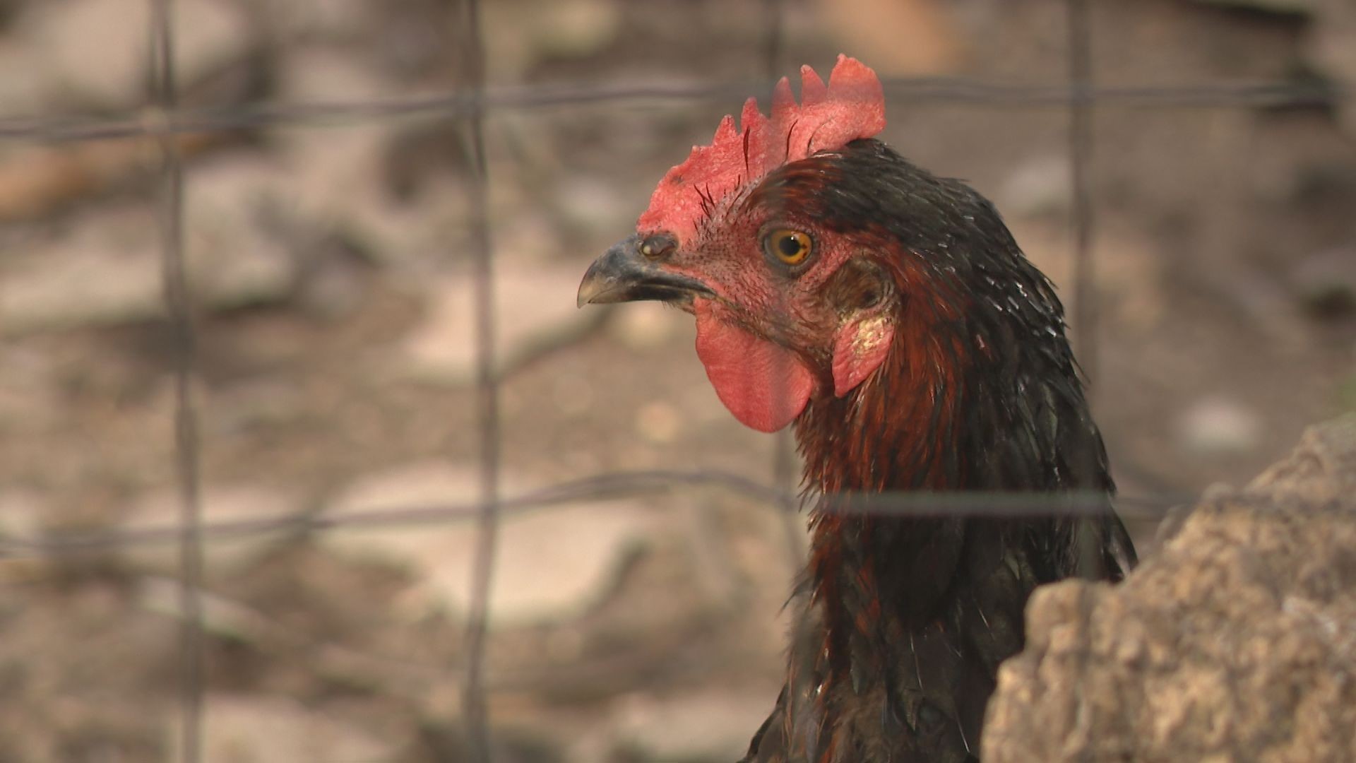 Bird flu detected in northwest Iowa flock marks 6th case of 2026, 4th ...